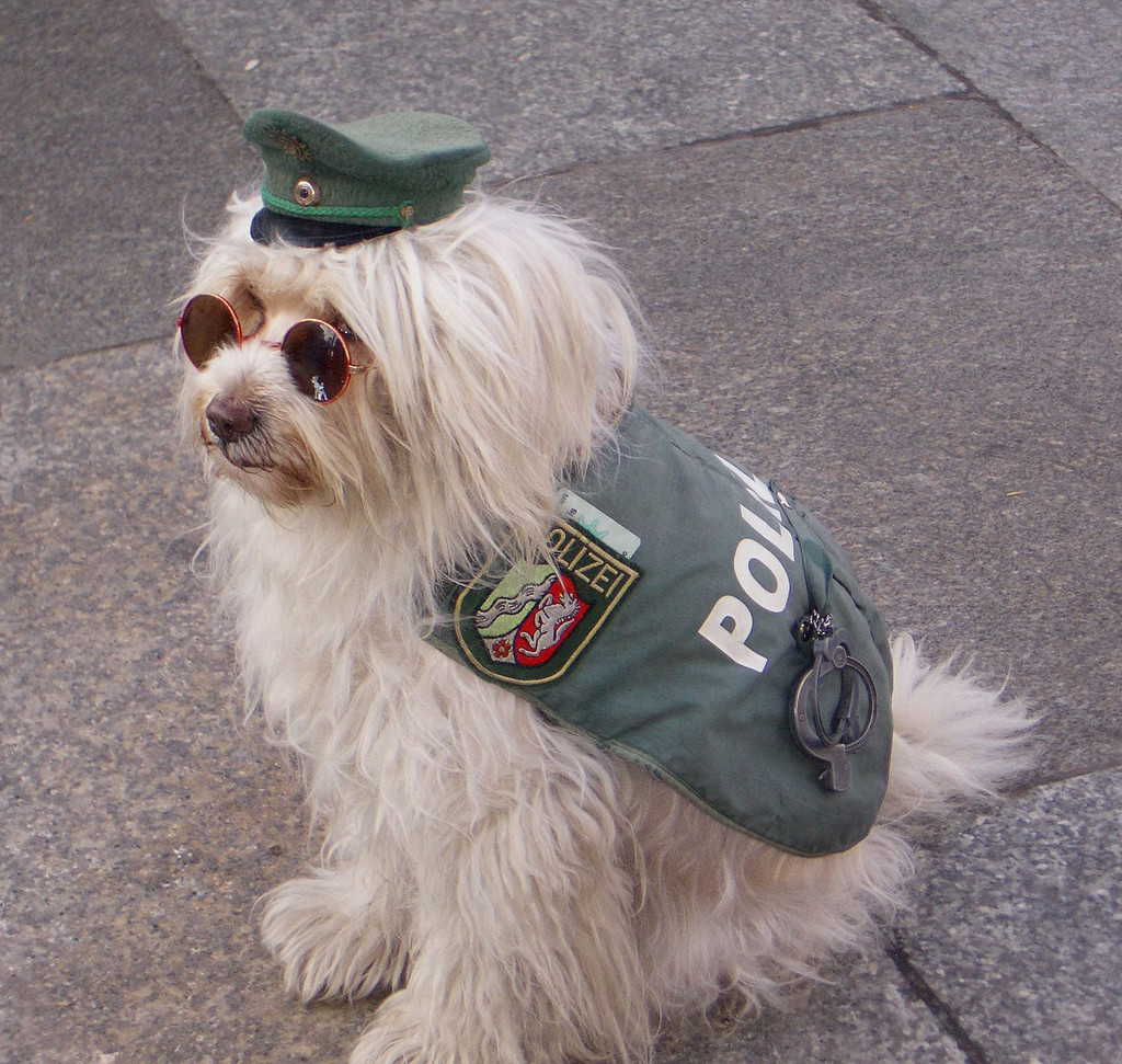 The Top 8 Pet-Friendly Vacation Destinations in Europe - La Vie Zine