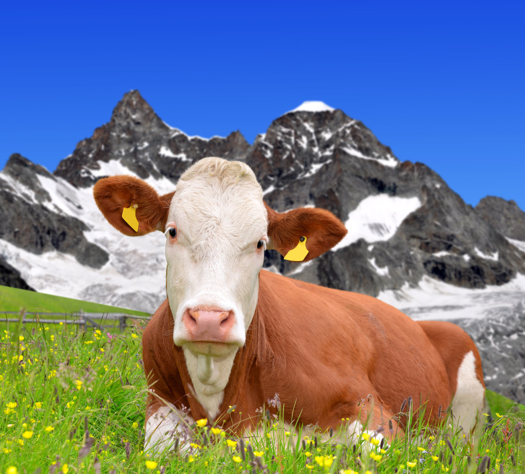 The Top 8 Pet-Friendly Vacation Destinations in Europe - La Vie Zine