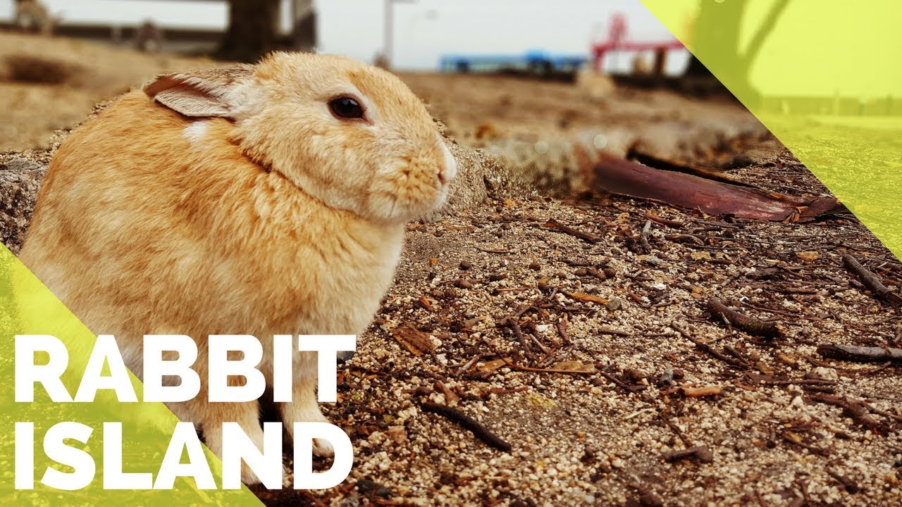 RABBIT ISLAND | OKUNOSHIMA | THINGS TO DO IN HIROSHIMA, JAPAN | The Tao ...