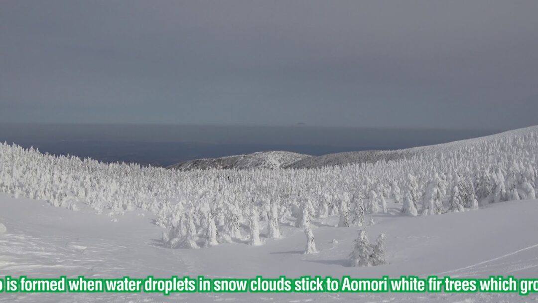 YOKOSO Japan Tour - Rime on Trees at Zao (Snow Monster"Juhyo") 藏王的樹冰 ...