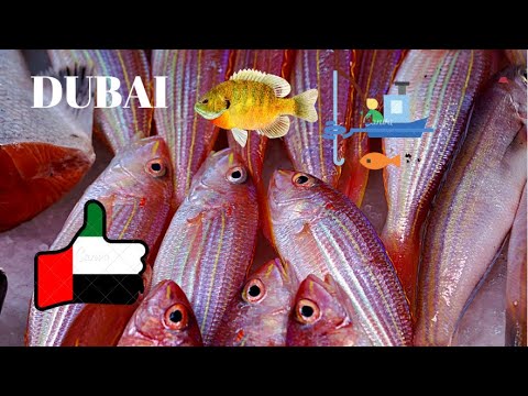 DUBAI, EXPLORING the amazing DEIRA FISH MARKET (UNITED ARAB EMIRATES ...