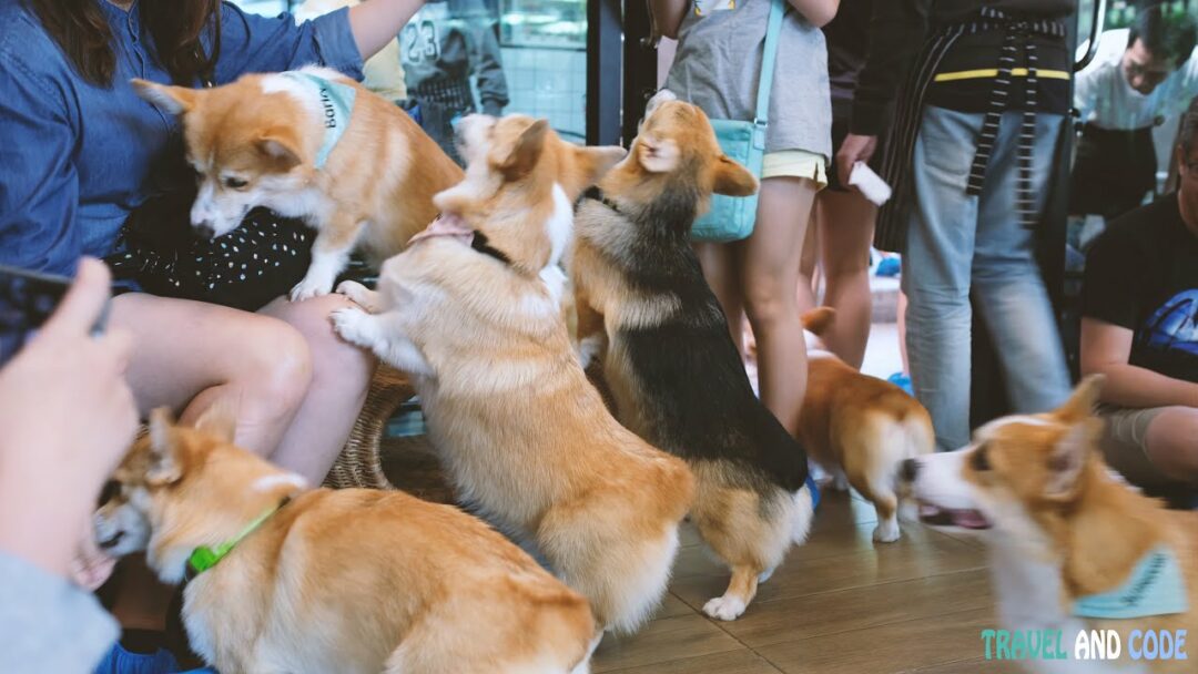 Corgi Cafe: The Corgi in The Garden Experience | Bangkok, Thailand - La ...