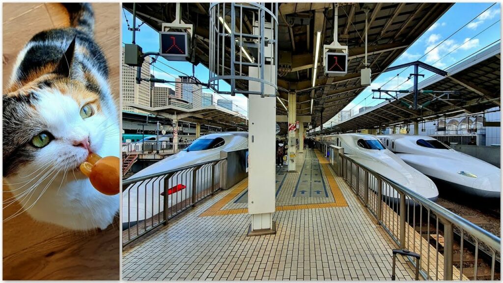 Japan in 11 days! Fast trains, cat coffee houses, temples, shrines ...