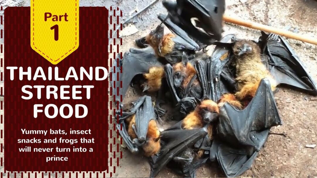 Thailand Street Food: Yummy bats, insect snacks and frogs that will ...