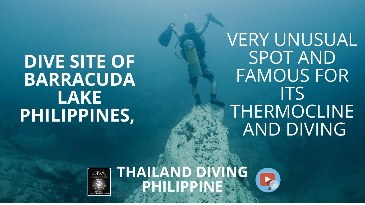 Dive site of Barracuda Lake Philippines, very unusual spot and famous ...