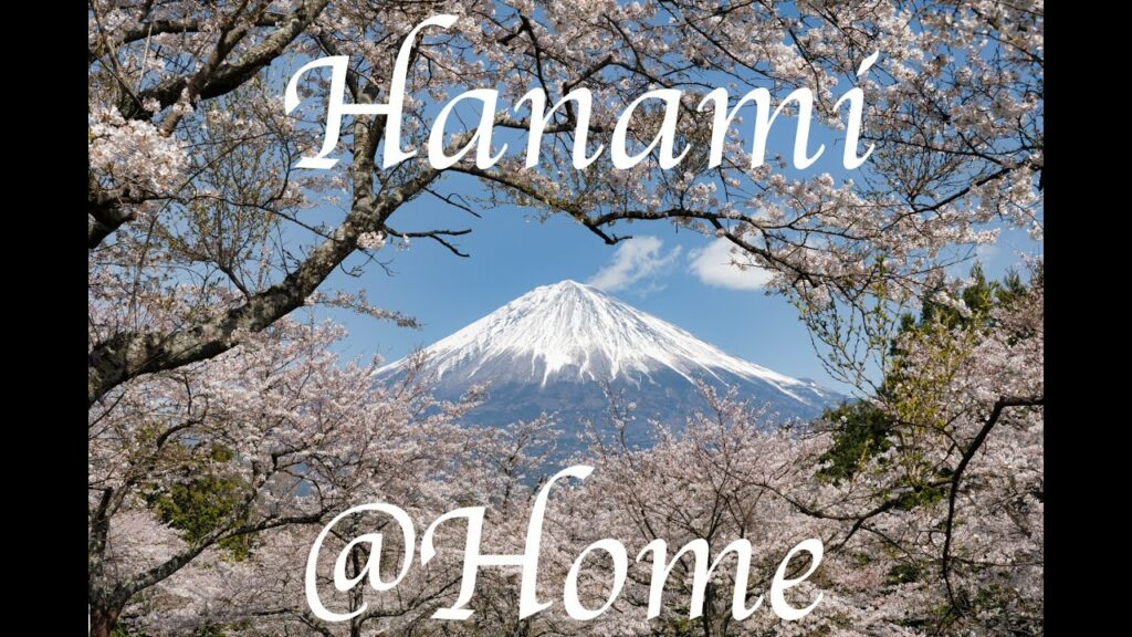 【4K】Hanami at Home【Scenic Screensaver】 - La Vie Zine