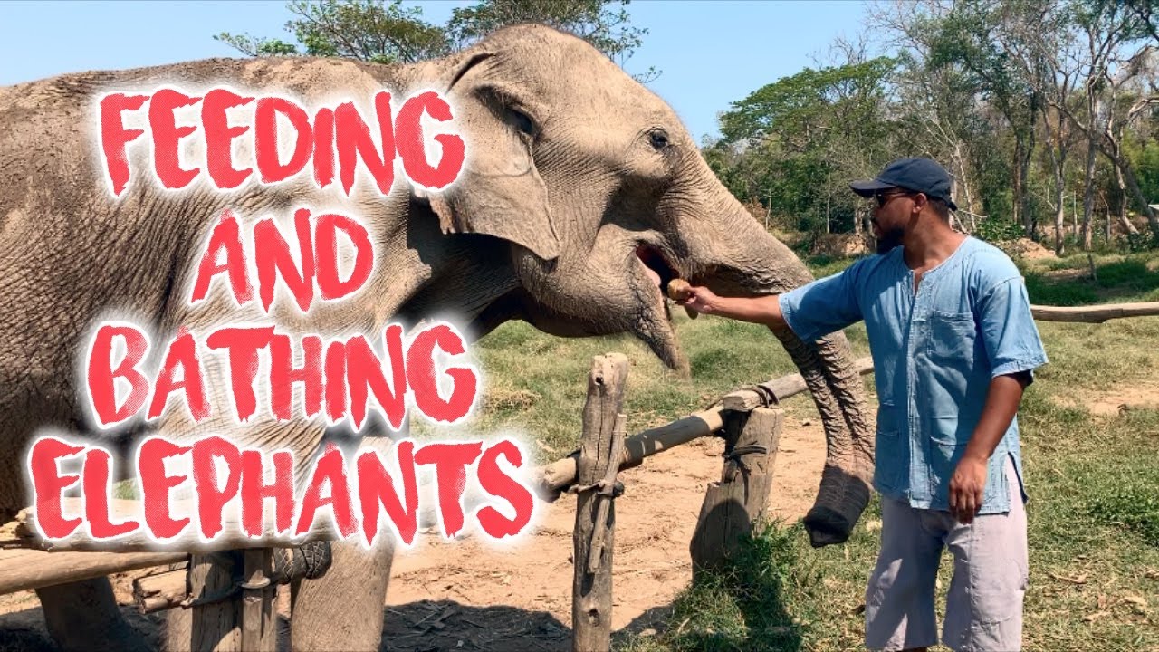 Feeding, Bathing and Cooking for Elephants (The Most Fun You'll Have in ...