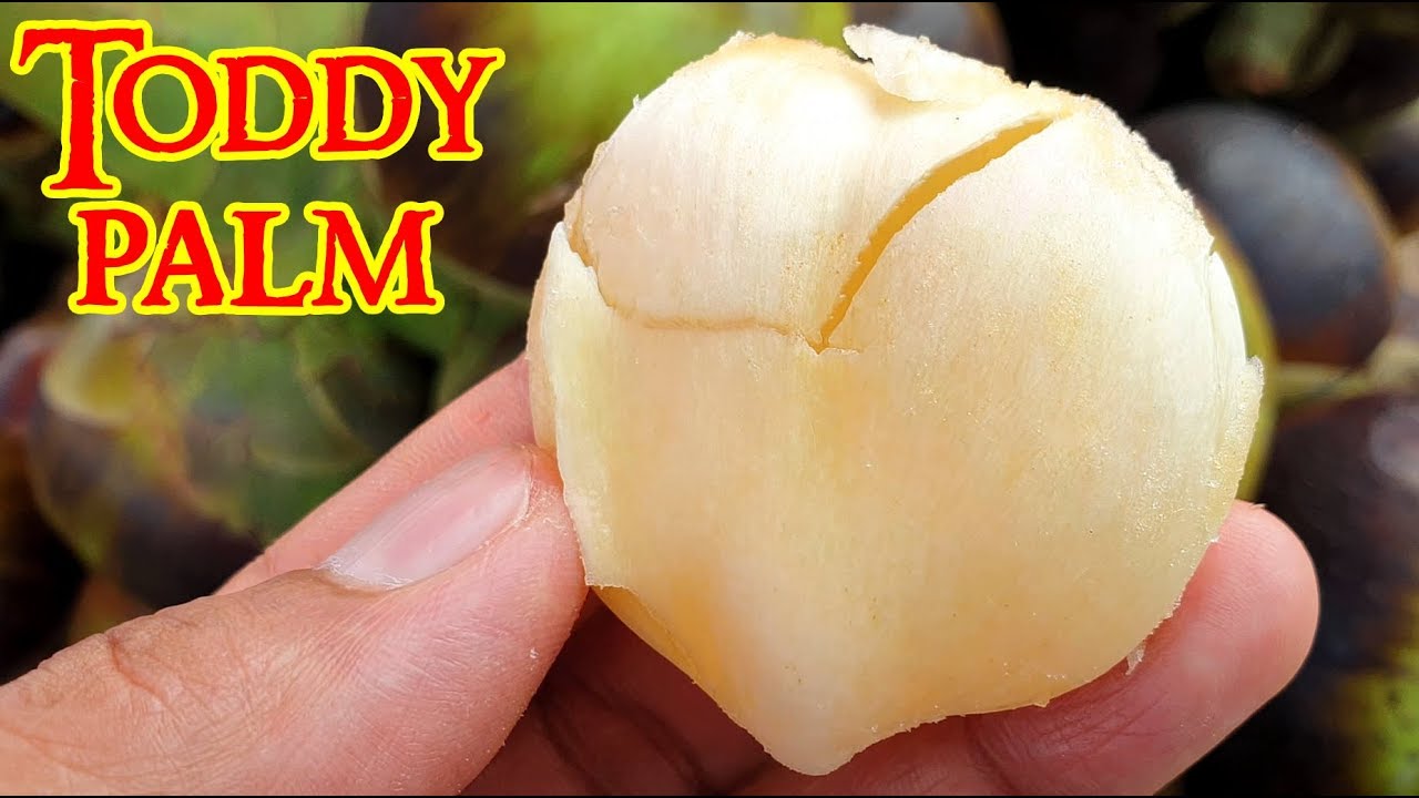 Fresh Toddy Palm Fruit Is Sold In The Street Food Amazing Tender Palm fresh-toddy-palm-fruit-is-sold-in-the-street-food-amazing-tender-palm