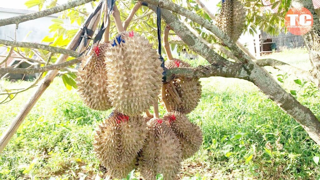 Travel Channel,Video 378 - Kampot Town, Walking Video of Durian Farm in ...