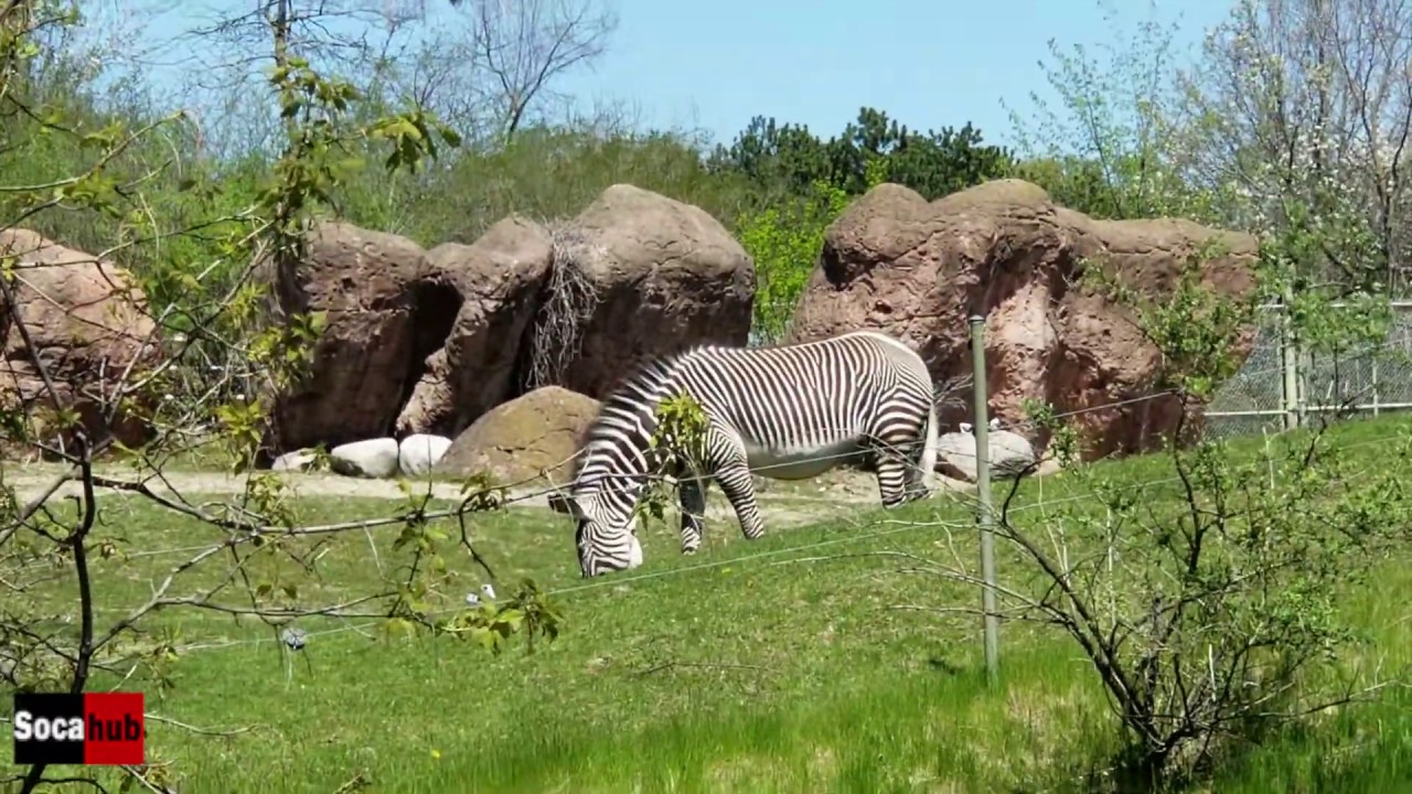 NEW Toronto Zoo Scenic Safari Drive Through - Driving Tour of Toronto ...