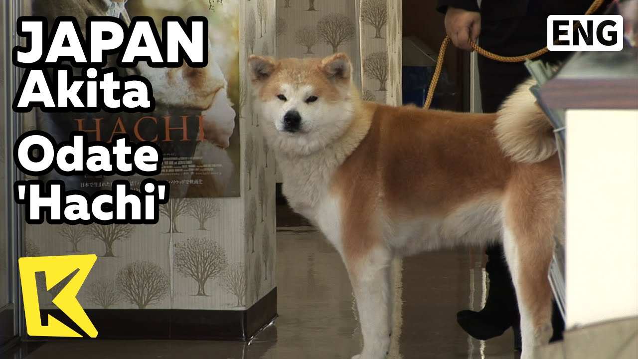 【K】Japan Travel-Akita[일본 여행-아키타]오오다테, 주인을 기다리는 개 '하치'/Odate/Hachi ...