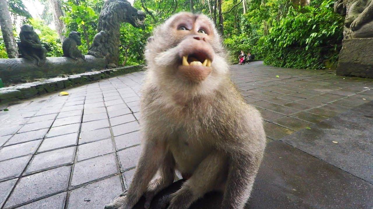 My Travel in SouthEast Asia: Indonesia, Gili Islands, Bali, Monkey ...