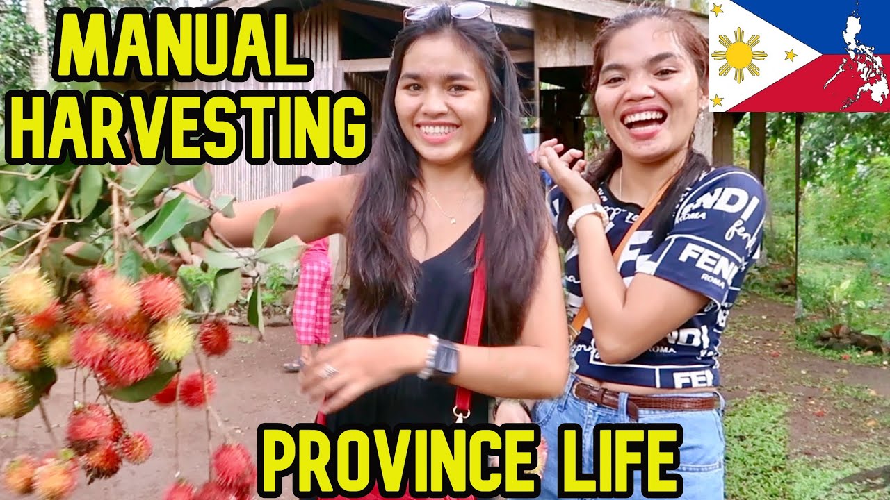 Manual Harvesting in the Province Philippines | Rural Life in the ...