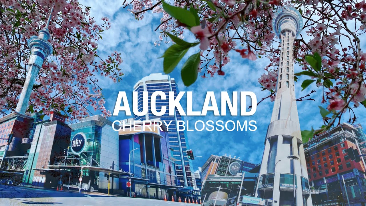 Best Places to See Cherry Blossoms in Auckland | Auckland in Spring ...