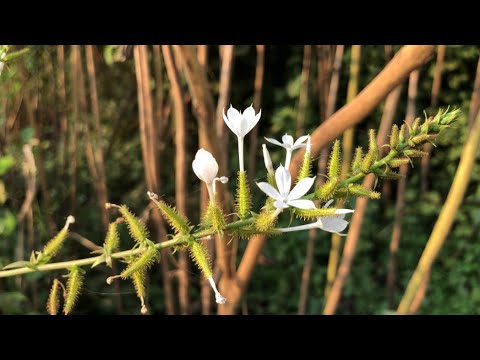 "DOCTOR BUSH" PLANT. By Dr Purna Sreeramaneni #drpurnasreeramaneni - La ...