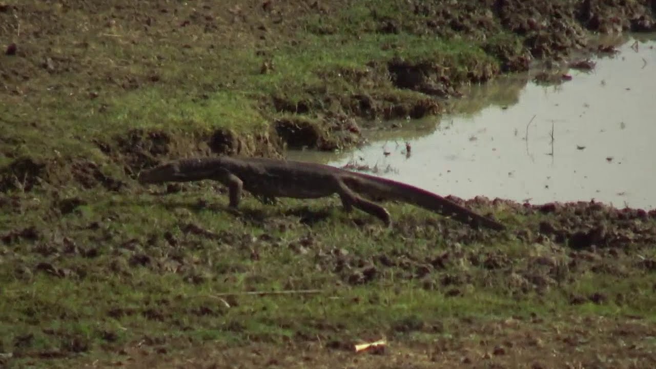 Bengal Monitor Lizard - La Vie Zine