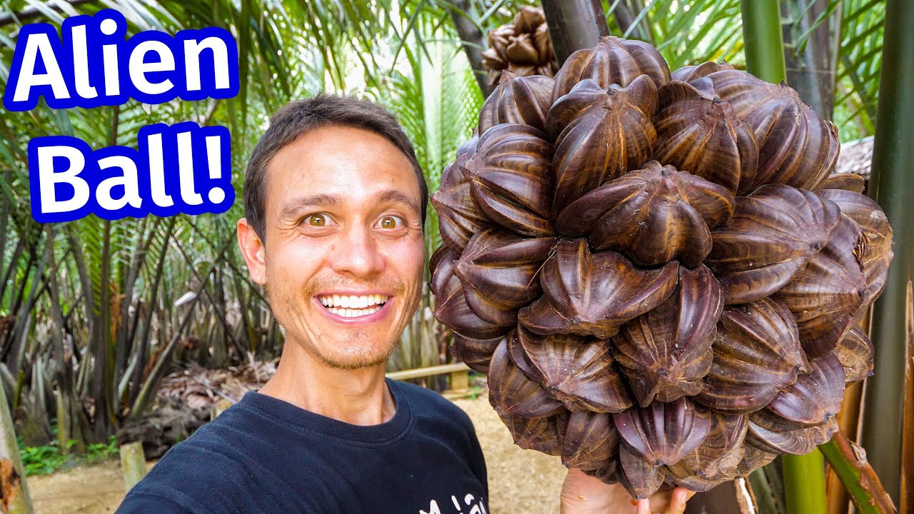 Amazing Food - ALIEN SPIKY BALL!! You Won’t Believe How They EAT This ...