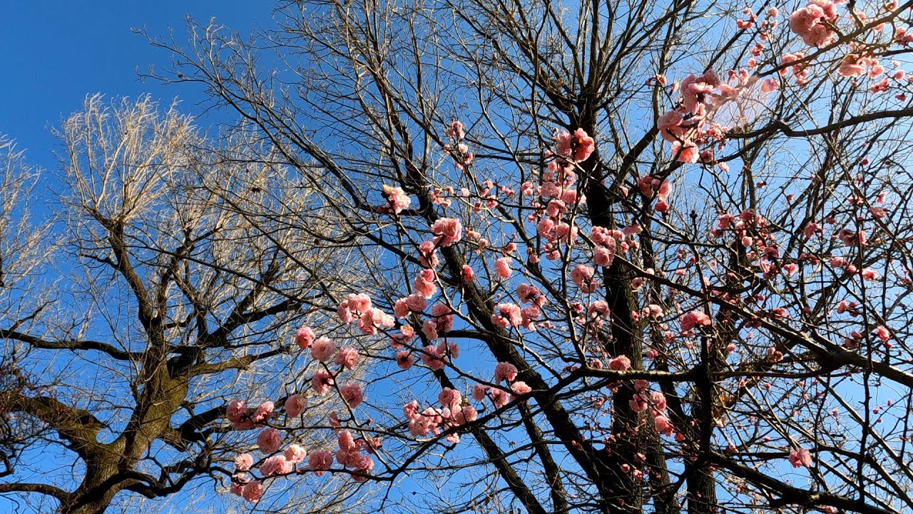 KELILING JEPANG MUSIM BUNGA PLUM (PLUM BLOSSOM UMEGAOKA-HANEGI PARK ...