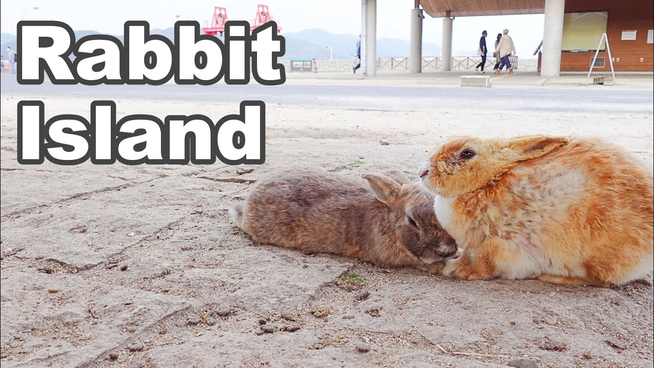 The Cutest Place in Japan: Rabbit Island (Okunoshima) // Japan Travel ...