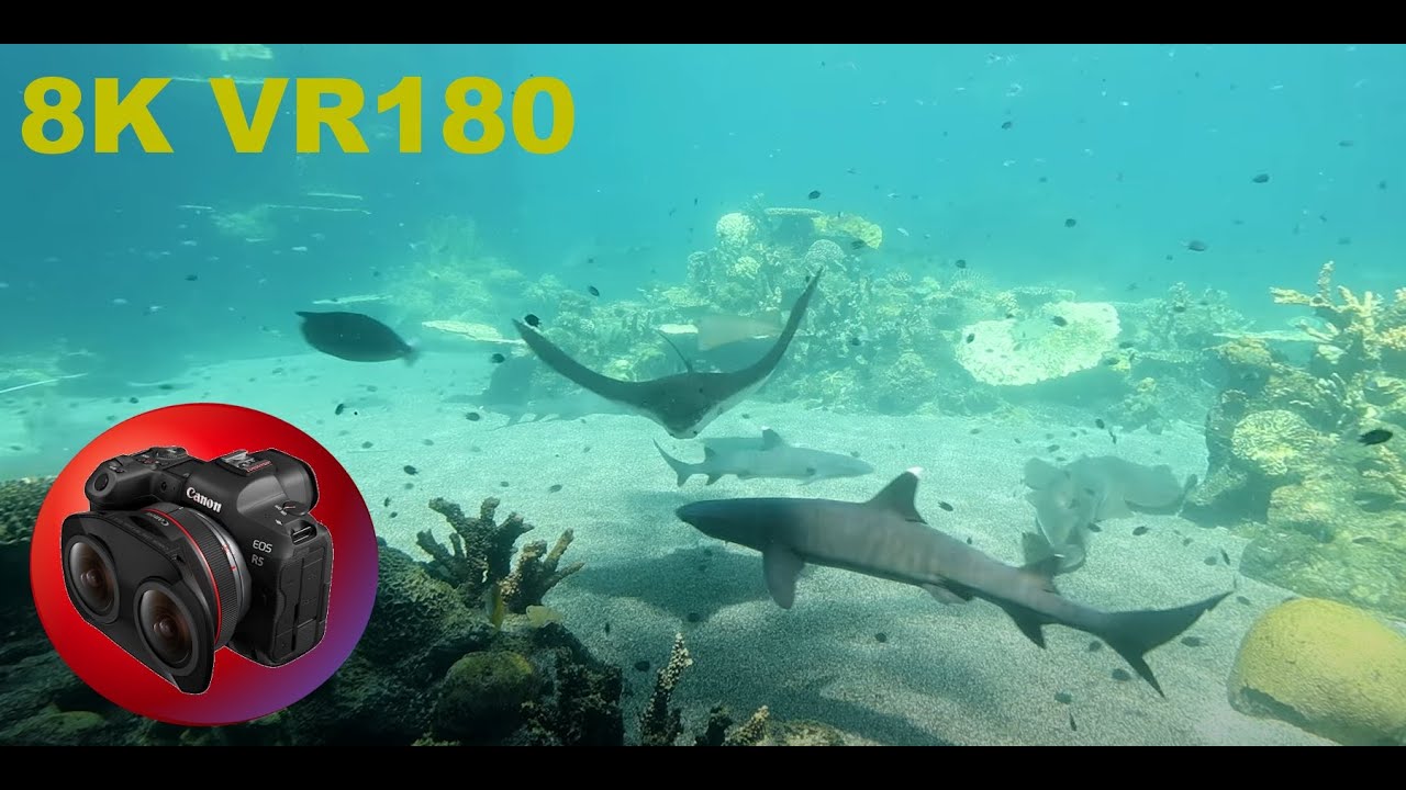 8K VR180 3D Underwater reef at Sea World Part 1 (Travel/Lego ASMR/Music ...