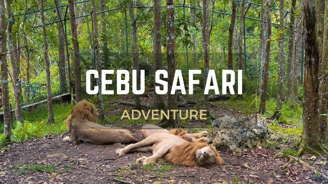 THE CEBU SAFARI ADVENTURE | BIGGEST ZOO IN THE PHILIPPINES - La Vie Zine