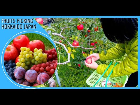 All-You-Can-Eat Hokkaido Countryside Self-Picking Fruit Farm Takashina ...
