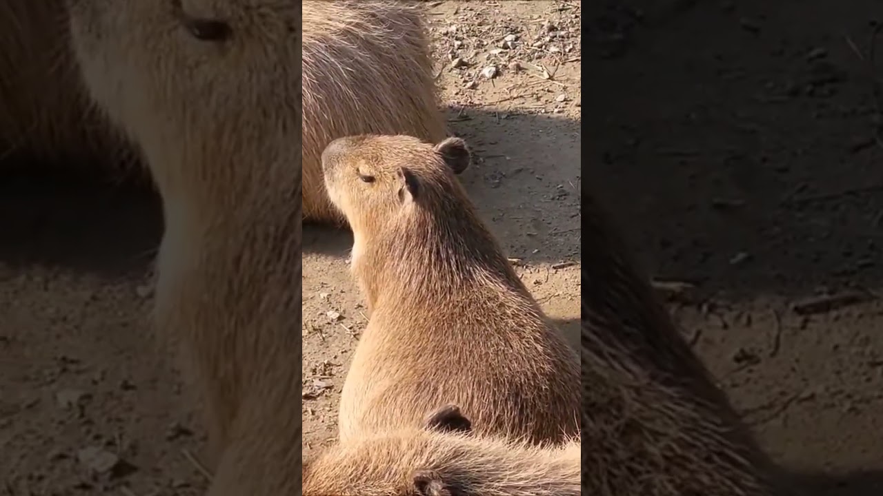 Cute Kangaroos, Capybaras, Pigs, Donkeys, Ponies. Zoo in Izmir, Turkey ...