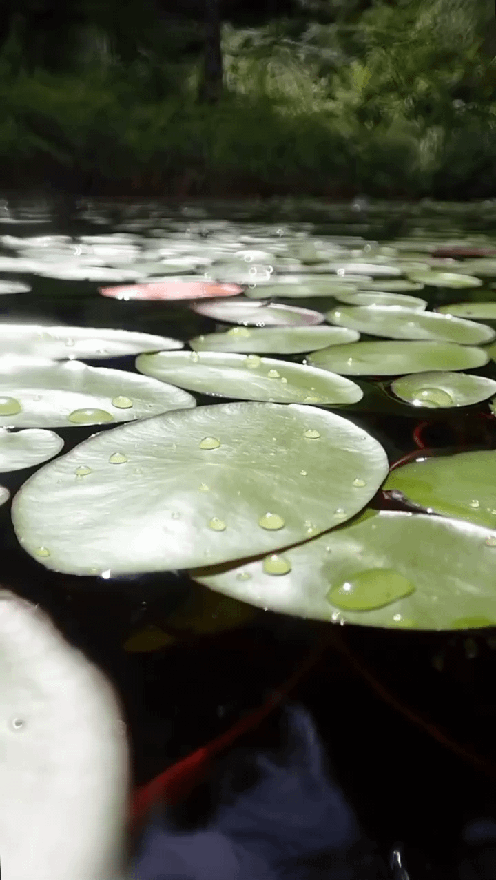 Western toad tadpoles - filmed on the Vancouver Island - La Vie Zine