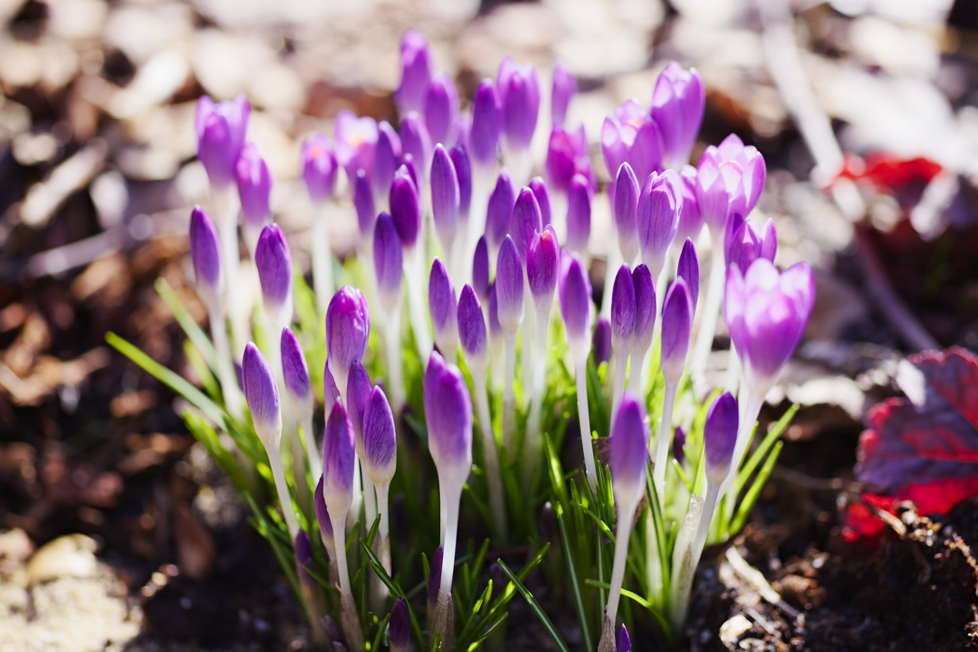 The first crocuses of this year. - La Vie Zine
