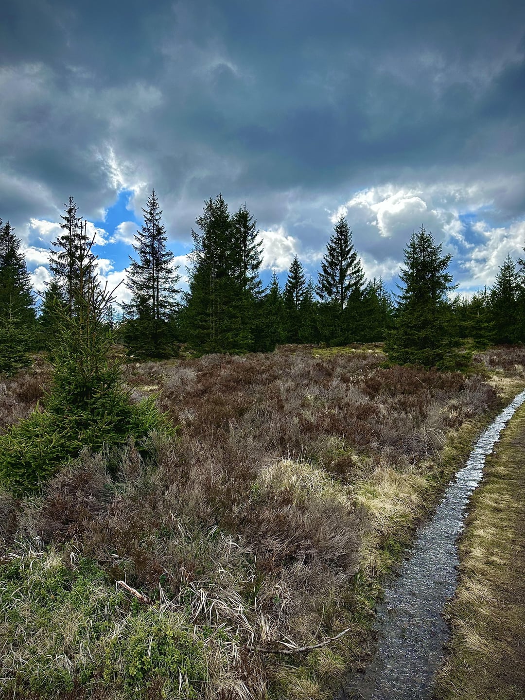 Brdy, Czech Republic - La Vie Zine