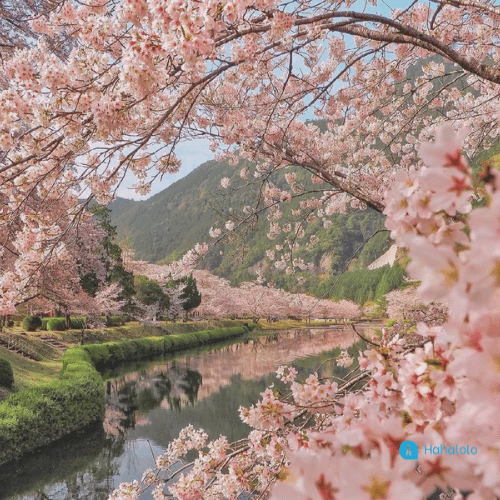 Nara Cherry Blossom Spots in Japan - La Vie Zine