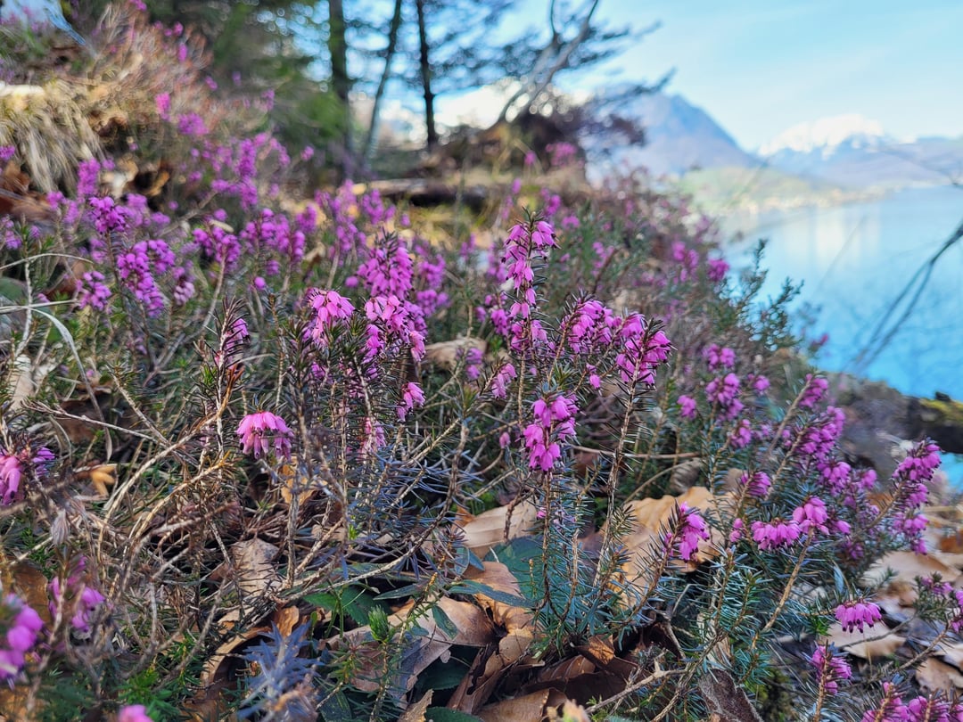 Really nice hike at Vierwaldstättersee - La Vie Zine