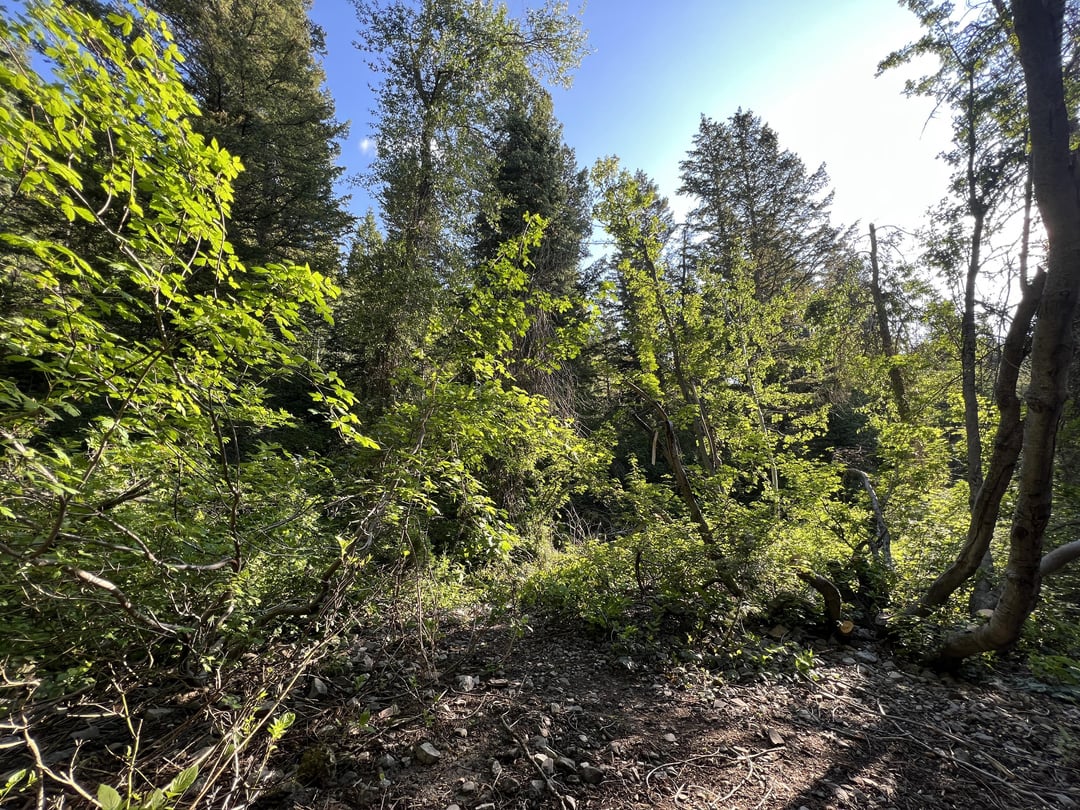 Wasatch-Unita National Forest. Mt Timpanogos campground - La Vie Zine