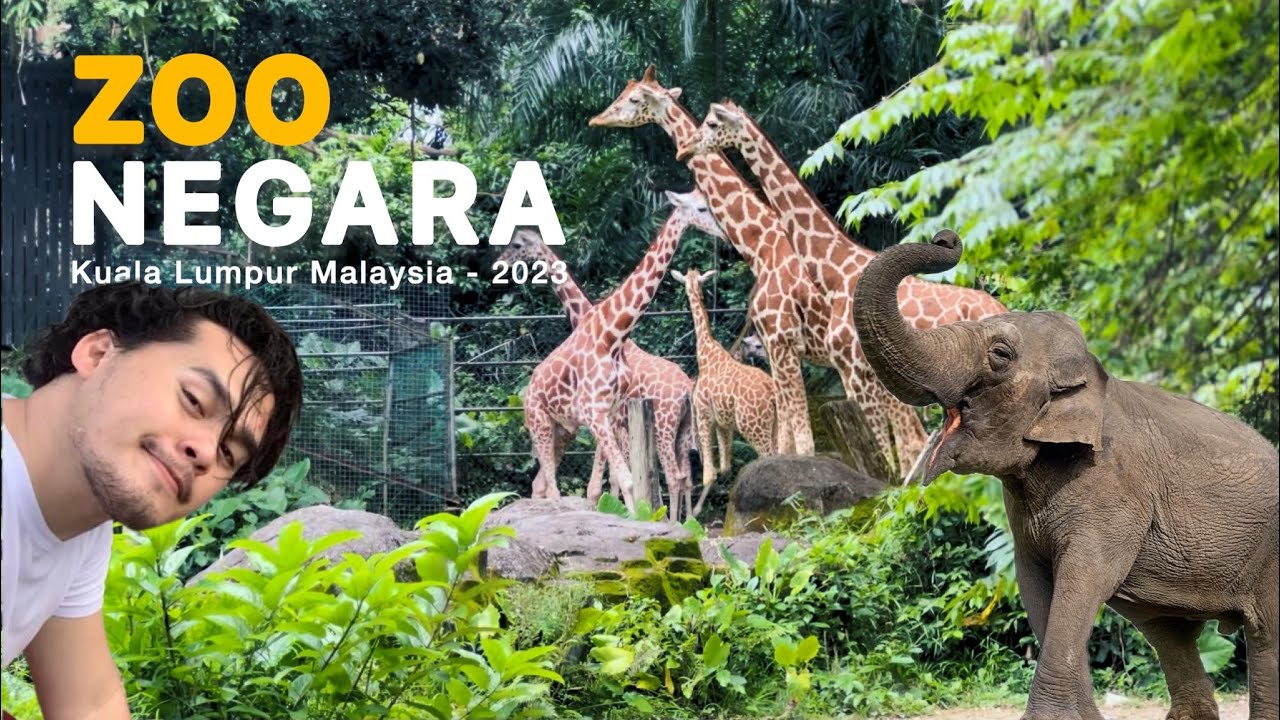 Zoo Negara Kuala Lumpur, virtual tour around Malaysia’s National Zoo 2023 - La Vie Zine