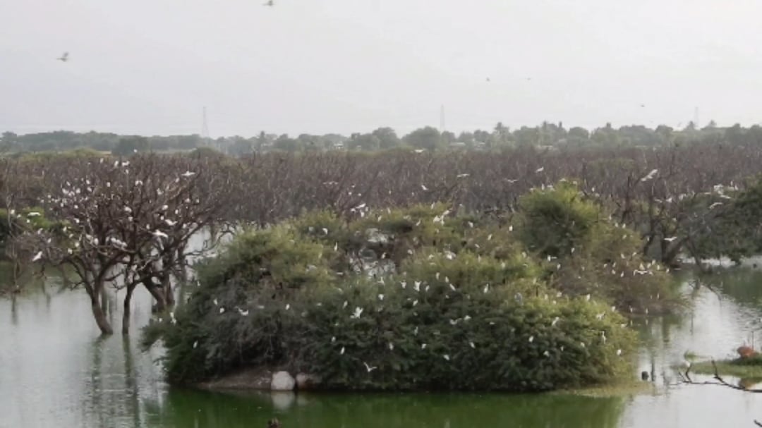 Beautiful bird sanctuary 'Ankasamudra'. Birds flying back to their ...