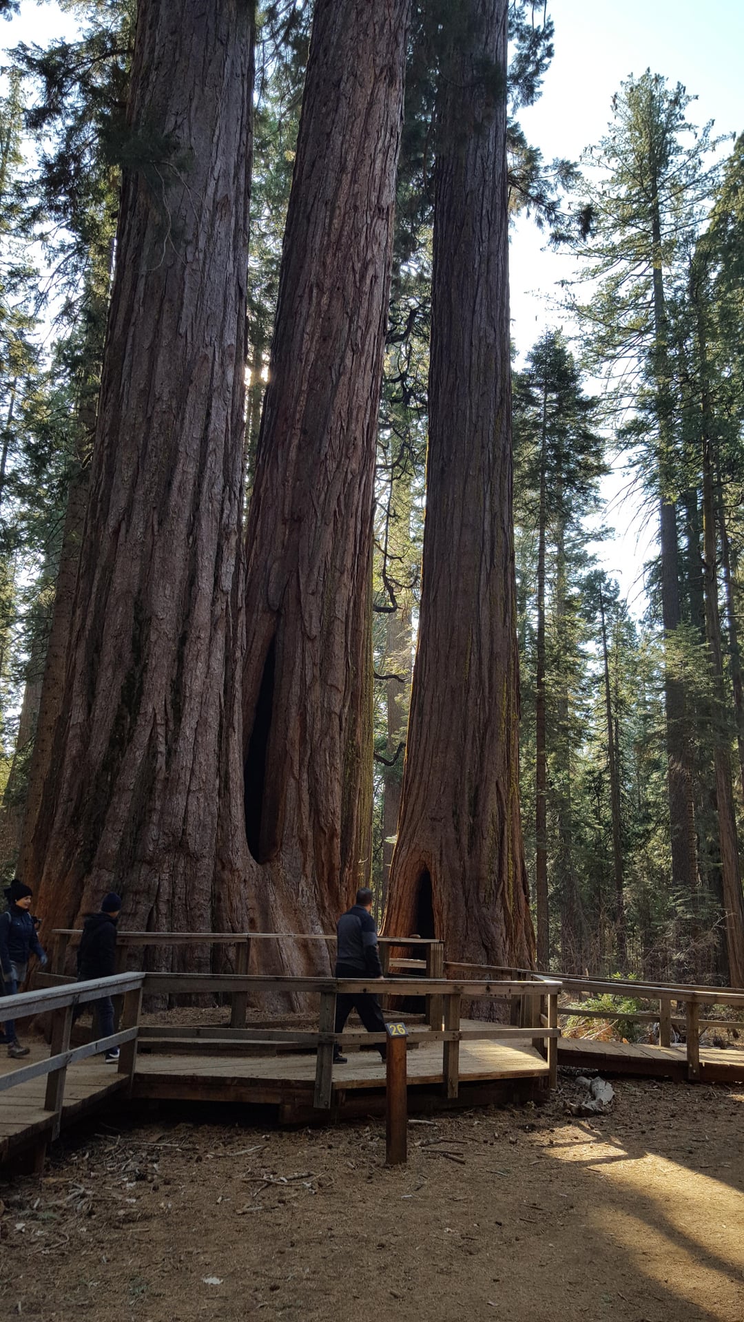 Calaveras Big Trees State Park in Calaveras County, California is an ...