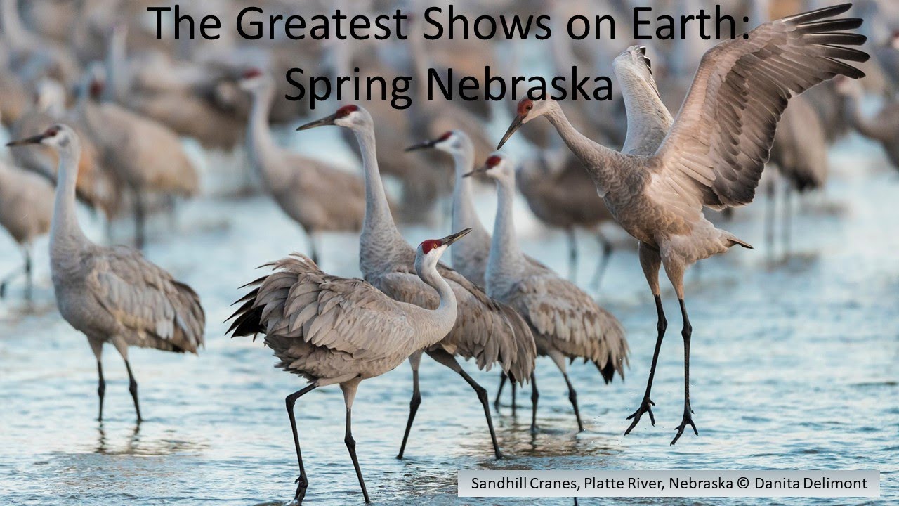 The Greatest Shows on Earth: Spring Nebraska - La Vie Zine