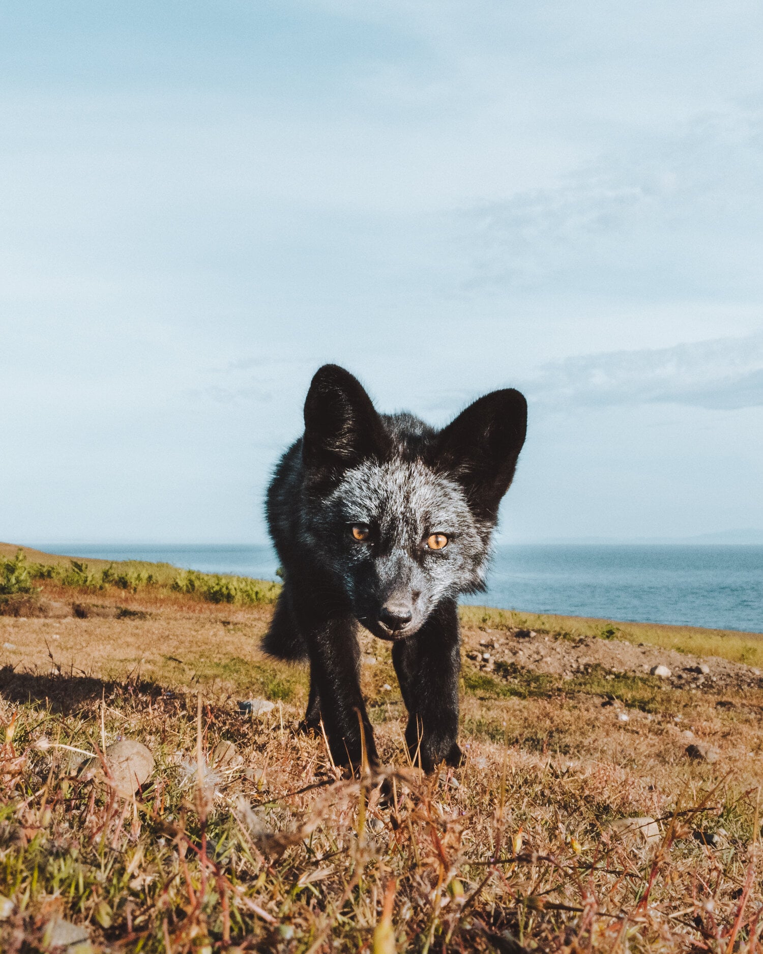 Black Foxes are quite rare in the world, so I wanted to share this one ...
