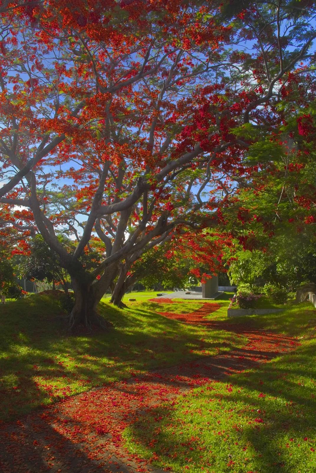 Flame trees in full bloom in Saipan, Northern Mariana Islands (Photo ...