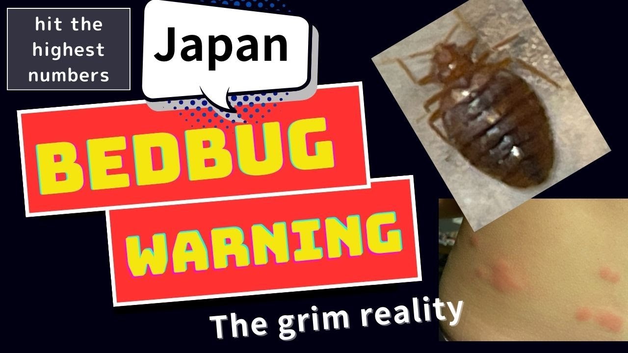 Bed Bug Warning in Japan: The Silent Invaders From Rashes to ...