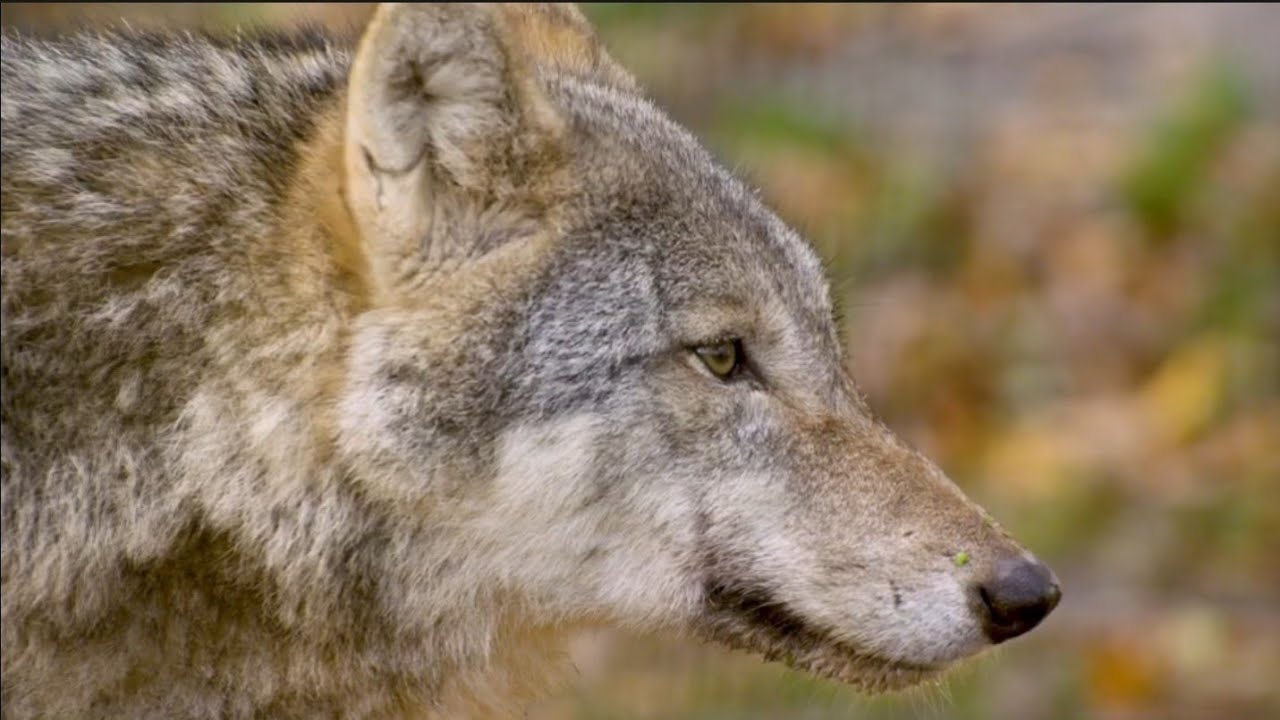 The Wolf of Netherlands aka Holland. Which one is the proper name of ...
