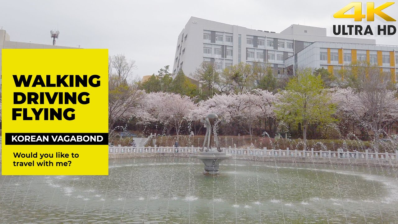Daegu Cherry Blossom Season Tour of Kyungpook National University | Korea Travel Guide 4K - La ...