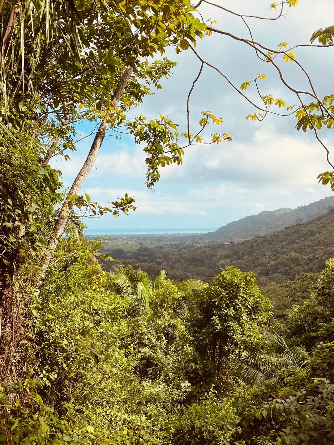 Hiking up through a tropical forest in Santa Marta, Colombia, while ...