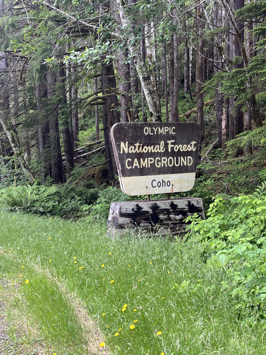 Some PNW beauty. Olympic national forest. - La Vie Zine