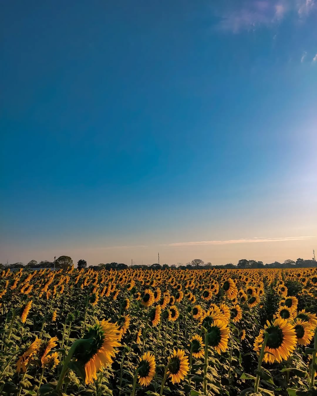 walking through the sunflower field (waiting for the sunset), San ...