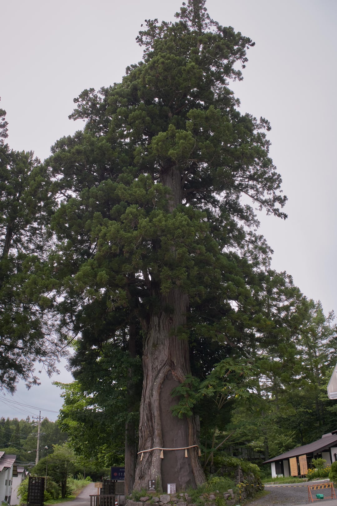 Japanese cedar trees in Togakushi [OC] - La Vie Zine