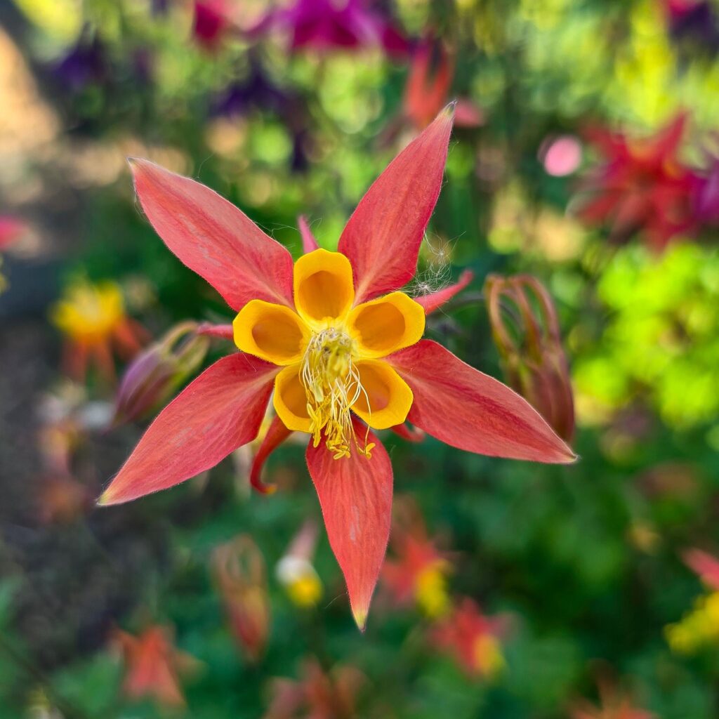 One of the most interesting flowers! - La Vie Zine